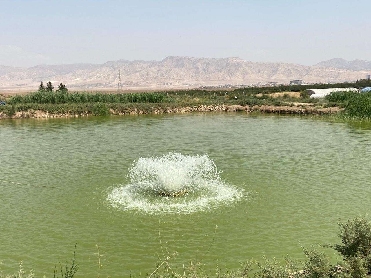 University of Duhok (UoD)