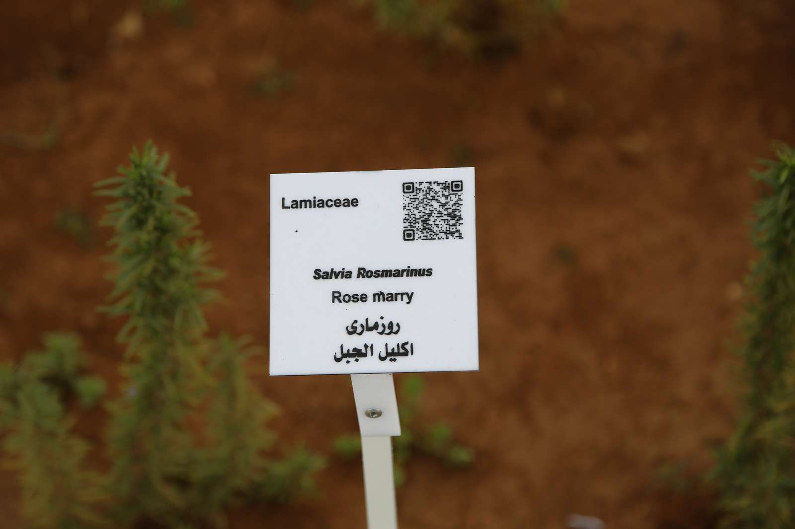 University of Duhok (UoD)